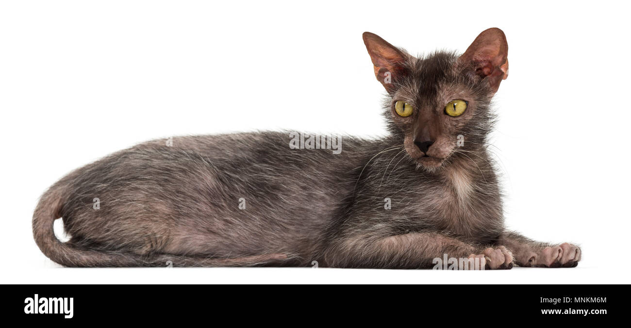 Lykoi cat, also called the Werewolf cat against white background Stock ...