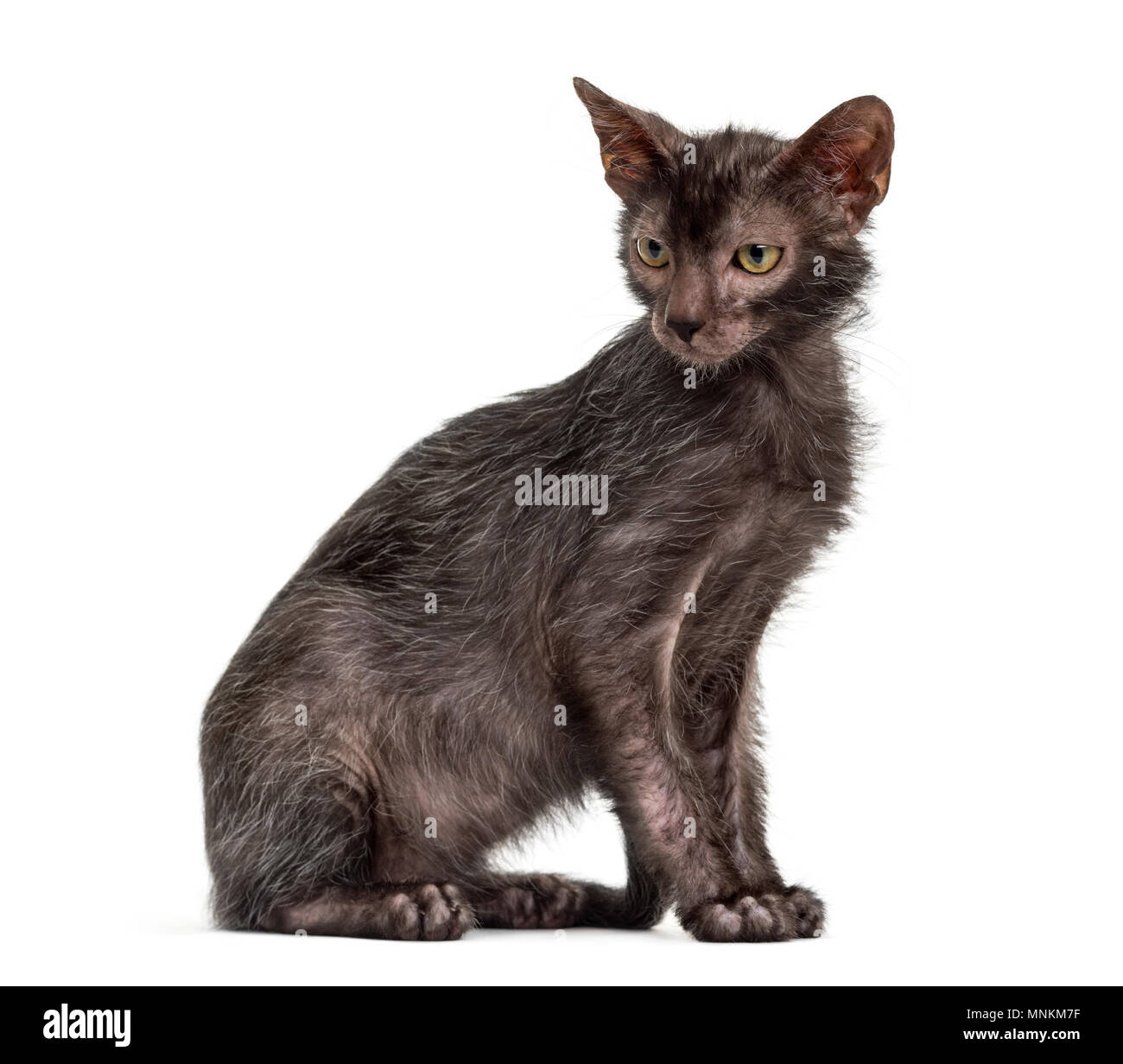 Lykoi cat, also called the Werewolf cat against white background Stock ...