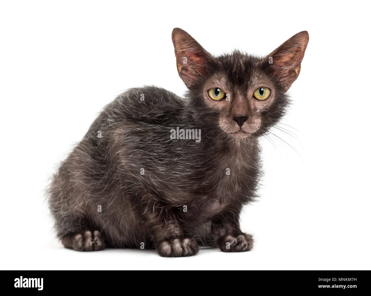Lykoi cat, also called the Werewolf cat against white background Stock ...
