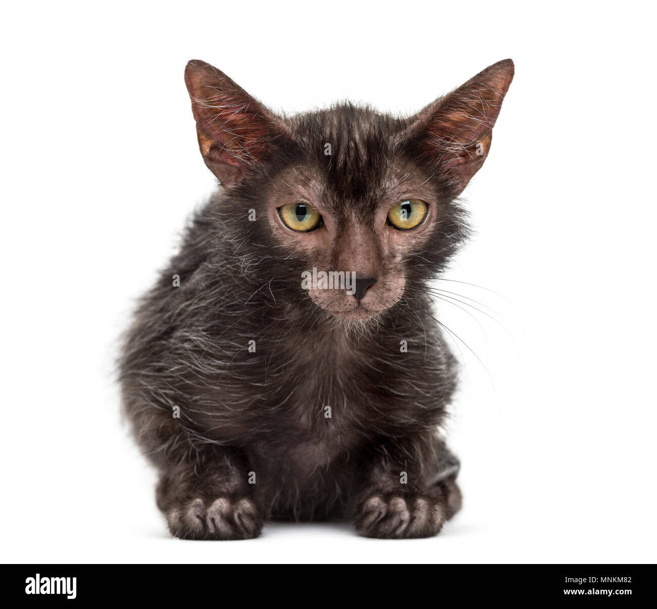 Lykoi cat, also called the Werewolf cat against white background Stock ...