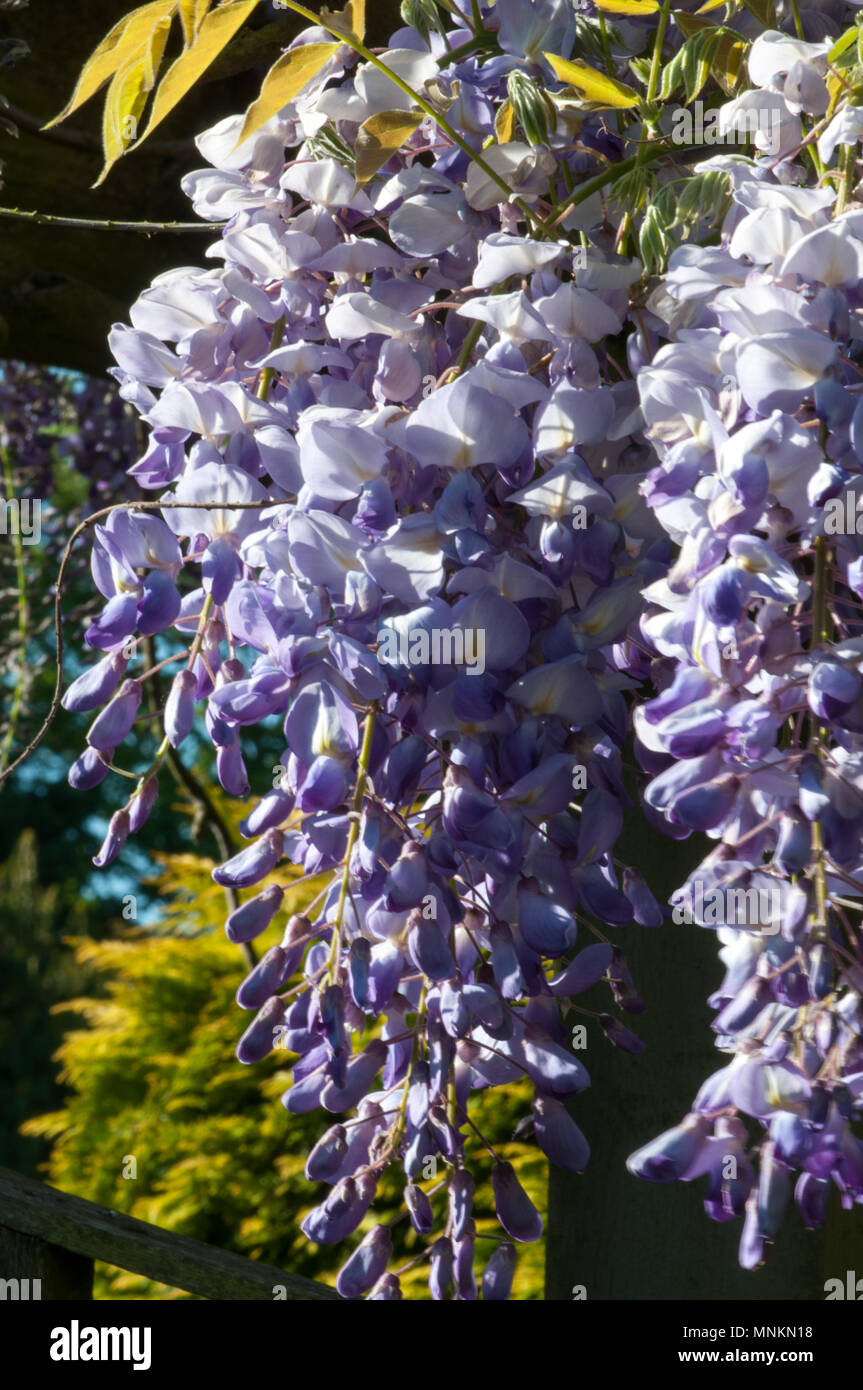 Wisteria Sinensis, Chinese wisteria Stock Photo - Alamy