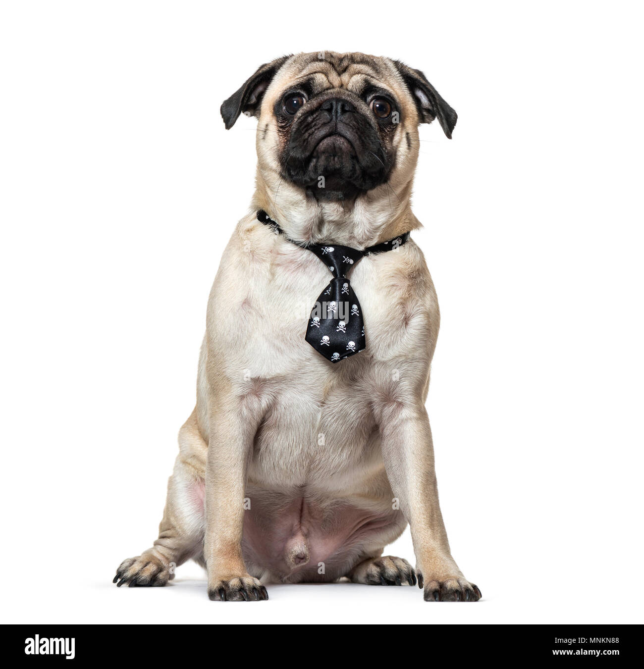 Pug wearing tie sitting against white background Stock Photo - Alamy
