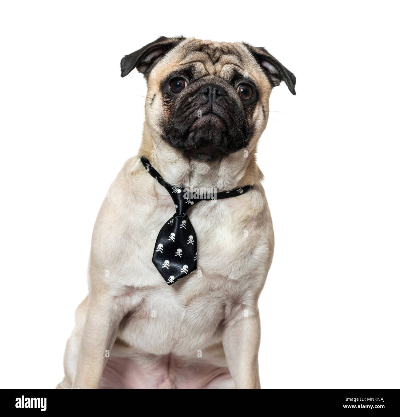 Pug wearing tie against white background Stock Photo - Alamy