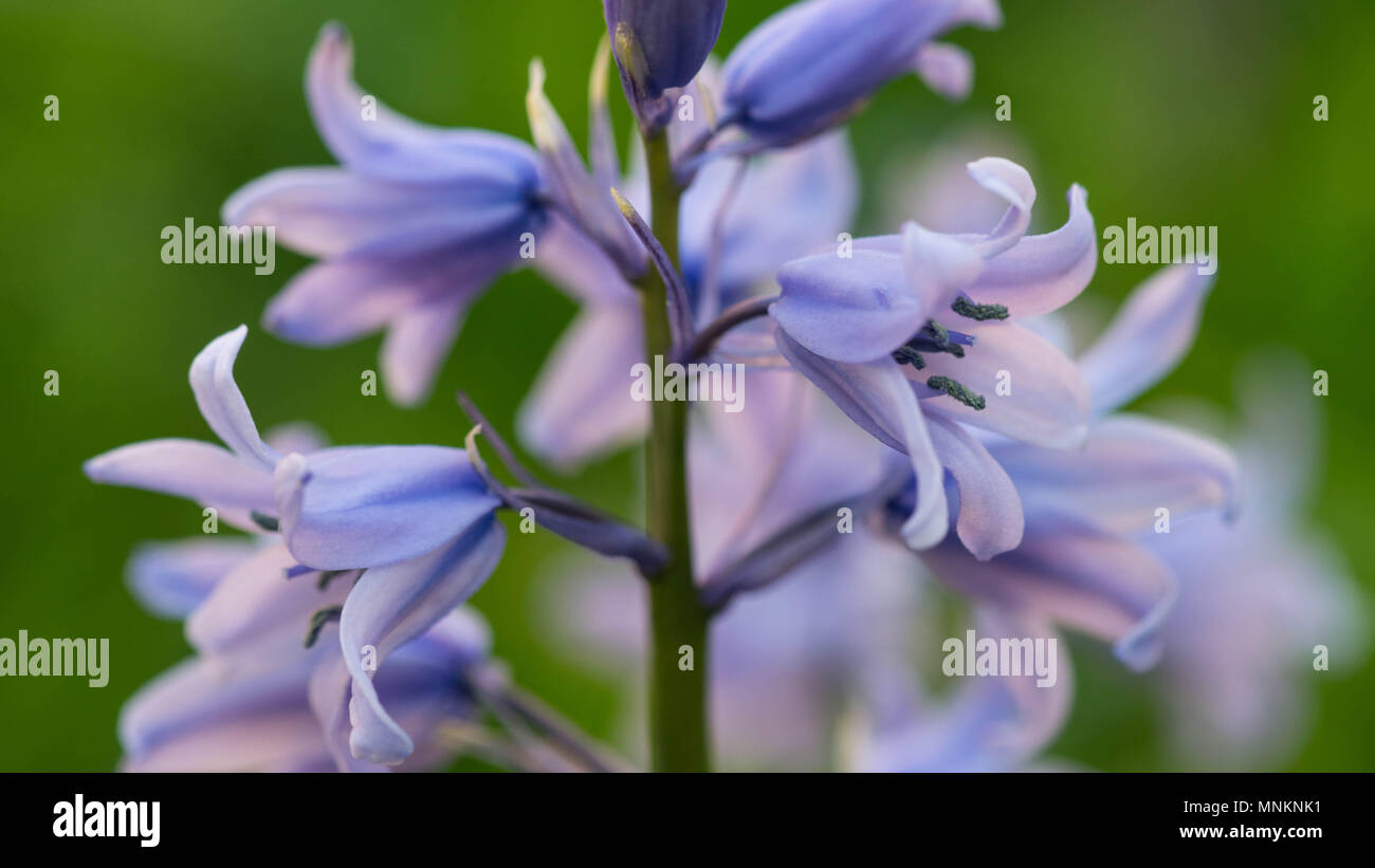 Campanula rotundifolia or bluebell or harebell blue flowers Stock Photo ...