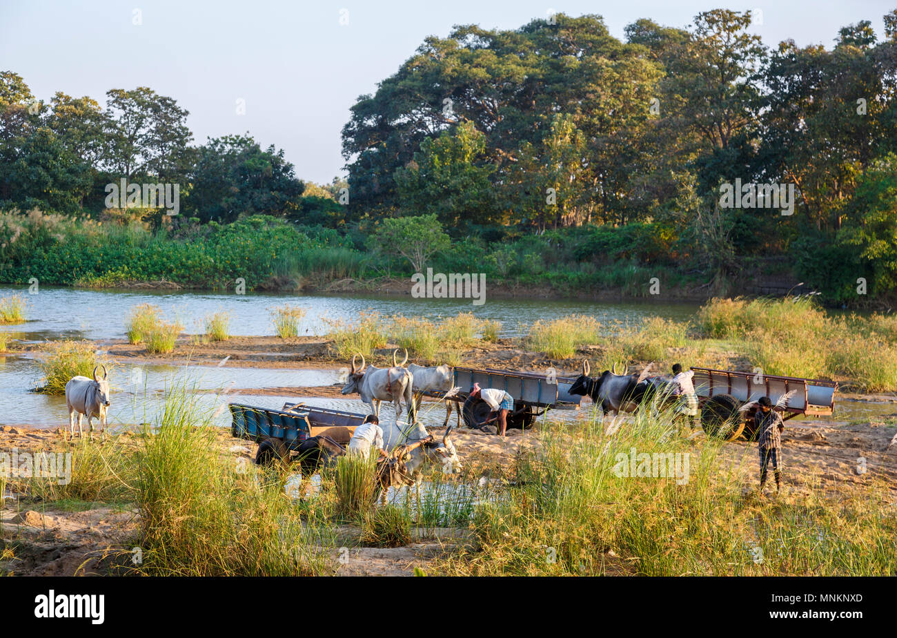 Indian bullock cart hi-res stock photography and images - Alamy