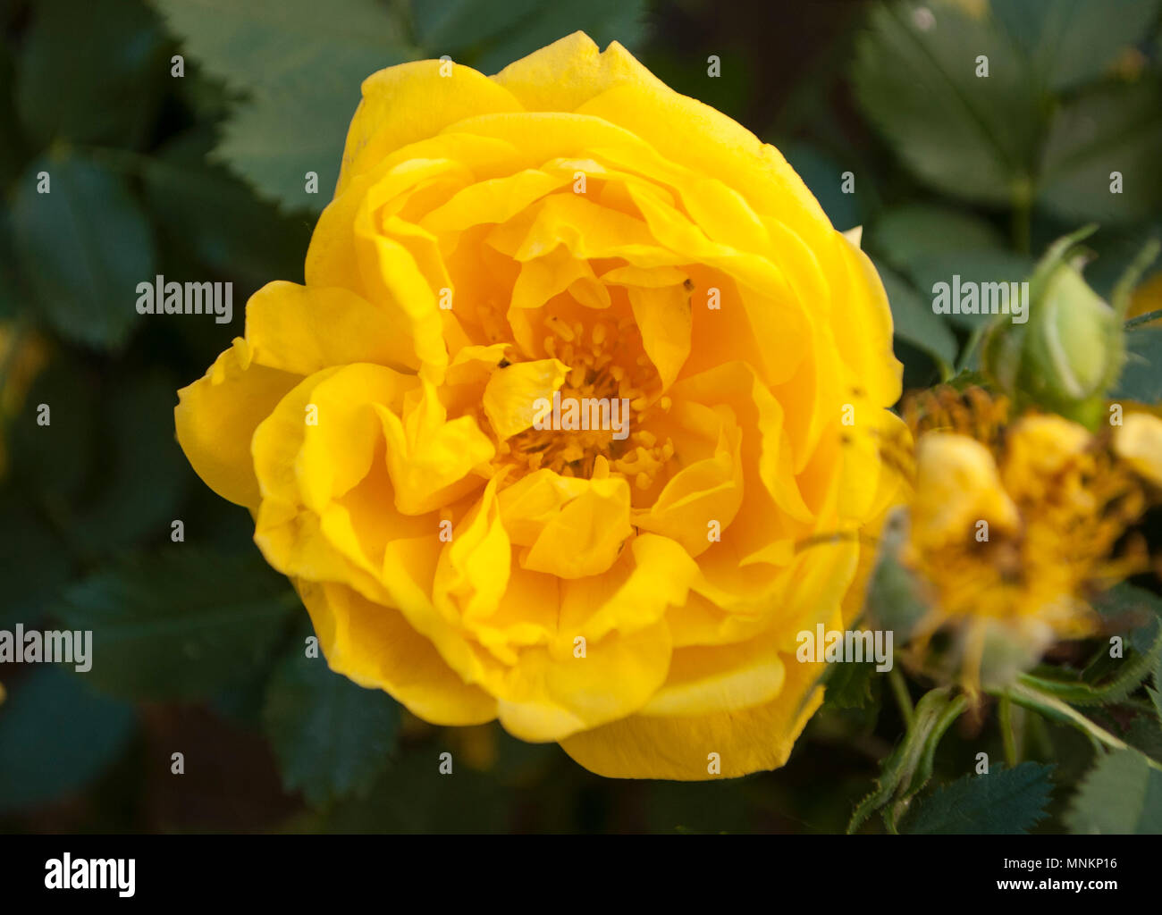 Layers of petals hi-res stock photography and images - Alamy