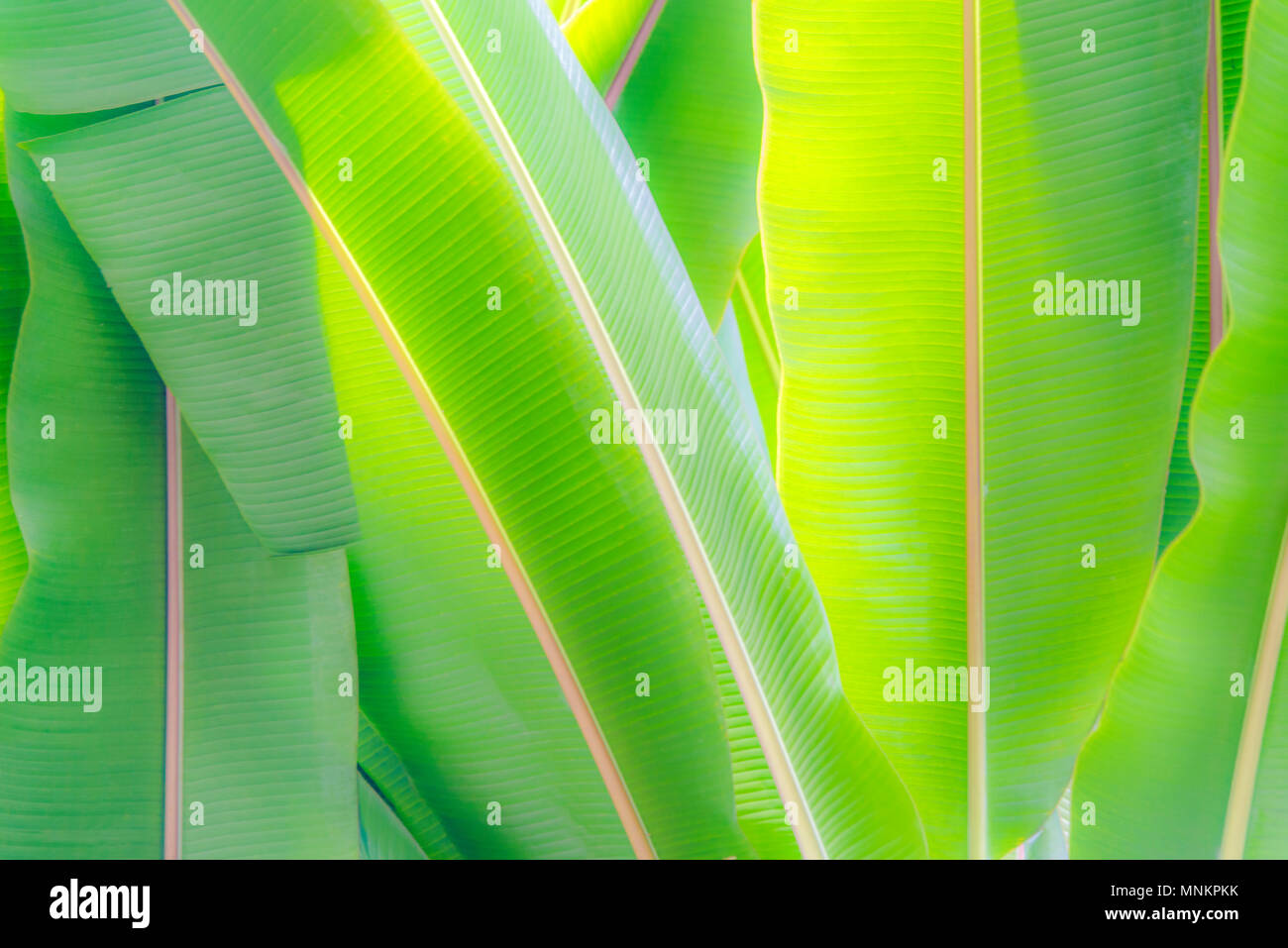 Enset hi-res stock photography and images - Alamy
