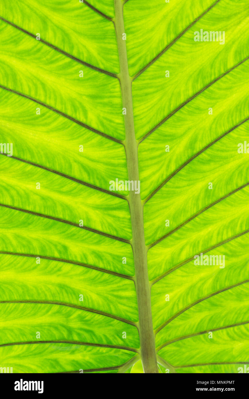 Enset hi-res stock photography and images - Alamy