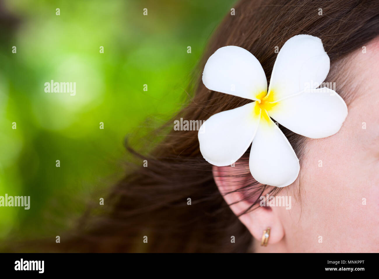Close up of a tropical white frangipani flower behind woman ear Stock ...
