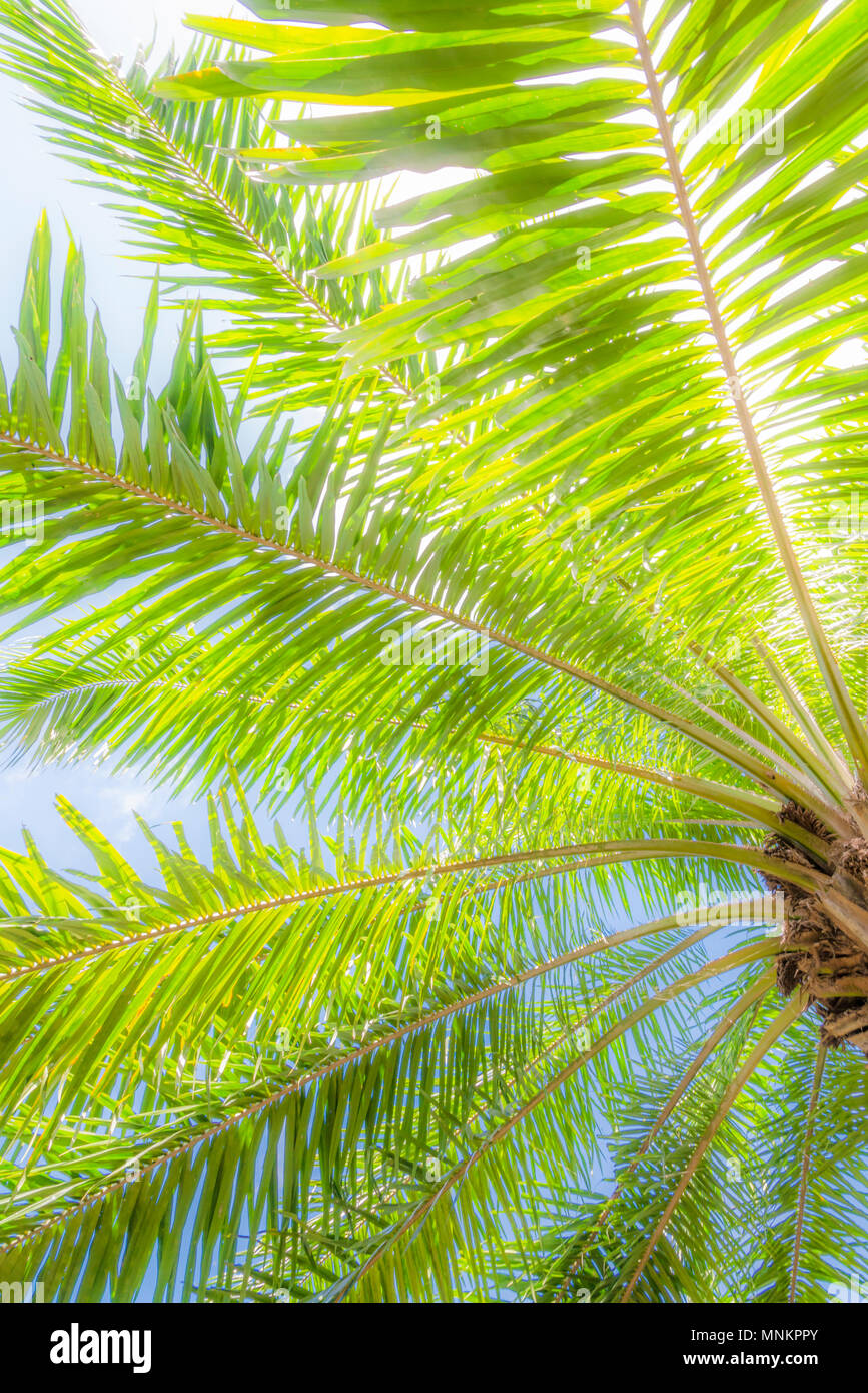 palms at beuatiful shiny blue sky background Stock Photo - Alamy