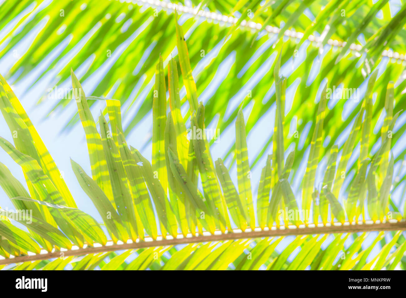 palms at beuatiful shiny blue sky background Stock Photo - Alamy