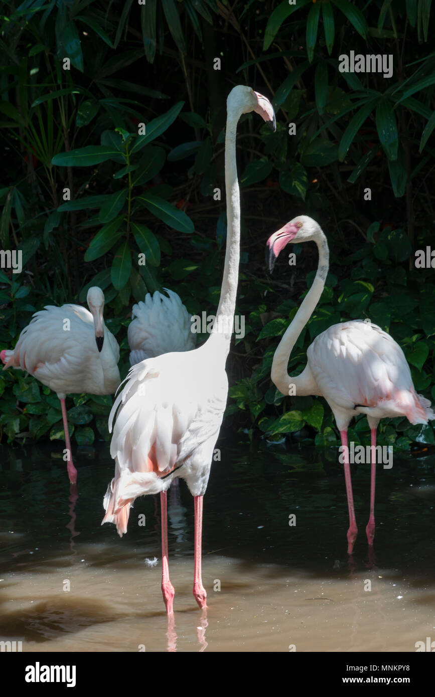 Greater Flamingo, beautiful pink big bird in water Stock Photo - Alamy