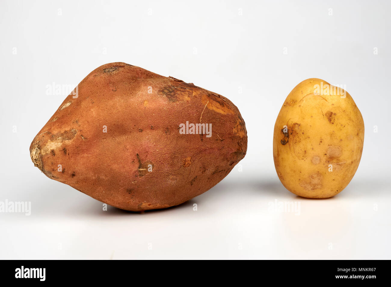 a sweet potato ( ipomoea batatas ) and a potato common( solanum ...