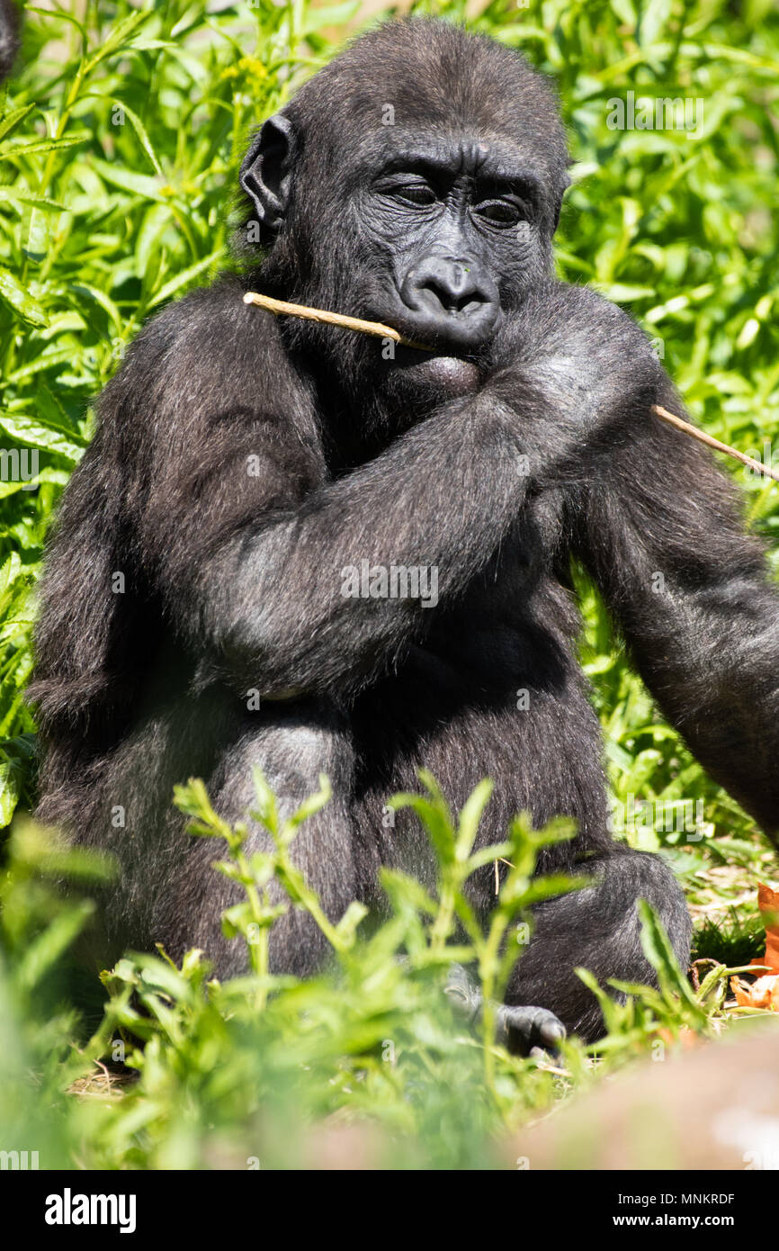 Western Lowland Gorilla, Bristol Zoo, UK Stock Photo - Alamy Western Lowland Gorilla, Bristol Zoo, UK Stock Photo - Alamy