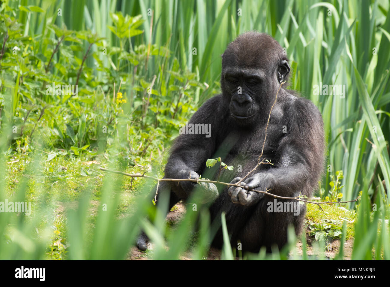Western Lowland Gorilla, Bristol Zoo, UK Stock Photo - Alamy Western Lowland Gorilla, Bristol Zoo, UK Stock Photo - Alamy