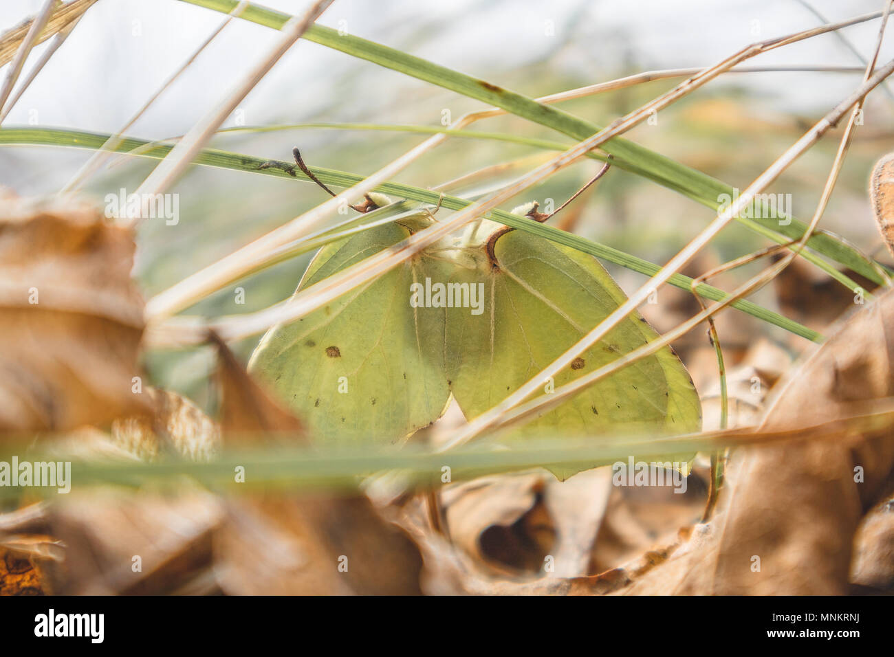 Mating pair of small white butterflies hi-res stock photography and ...