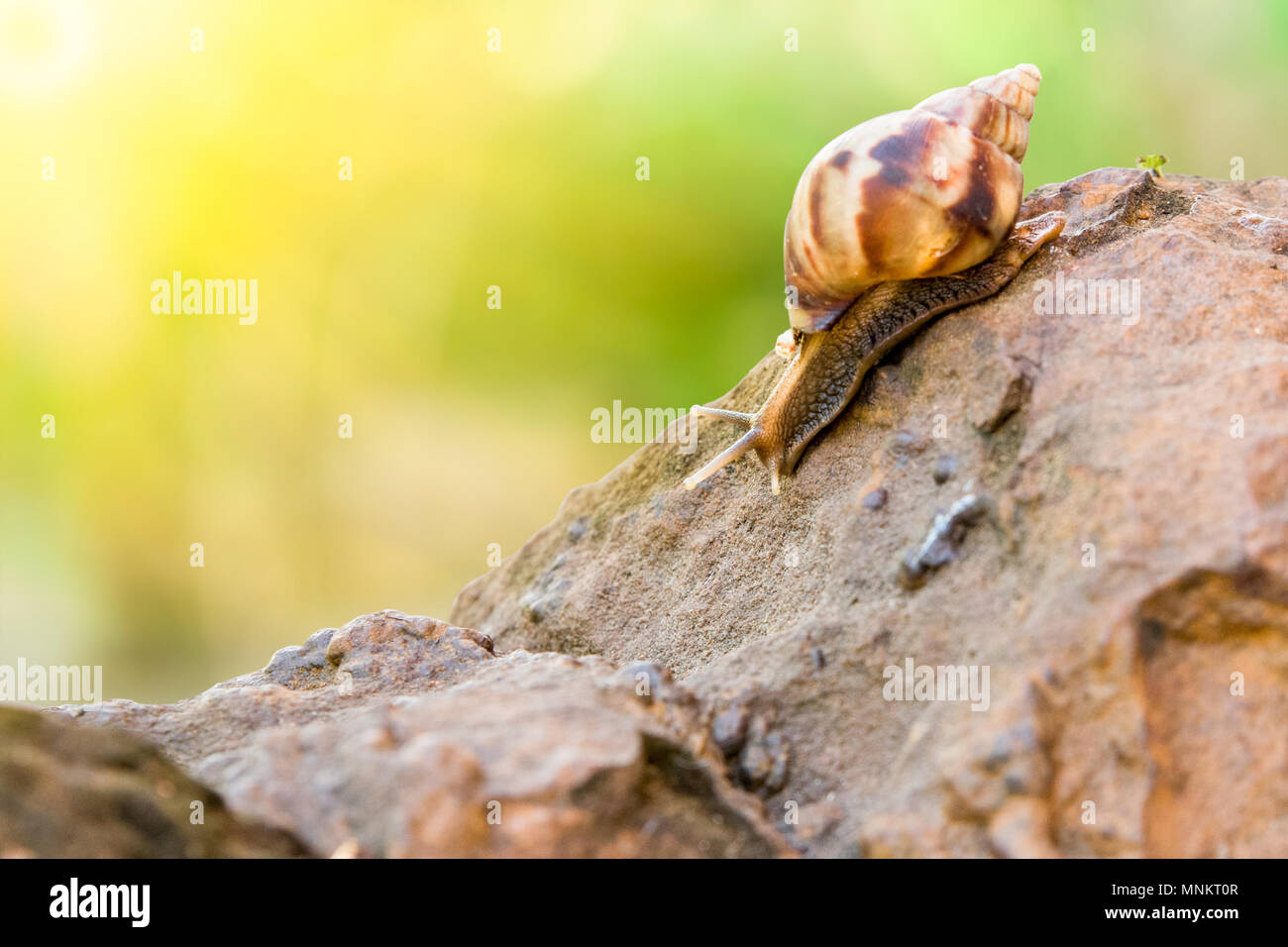 snail climb on rock stone with bur background Stock Photo - Alamy