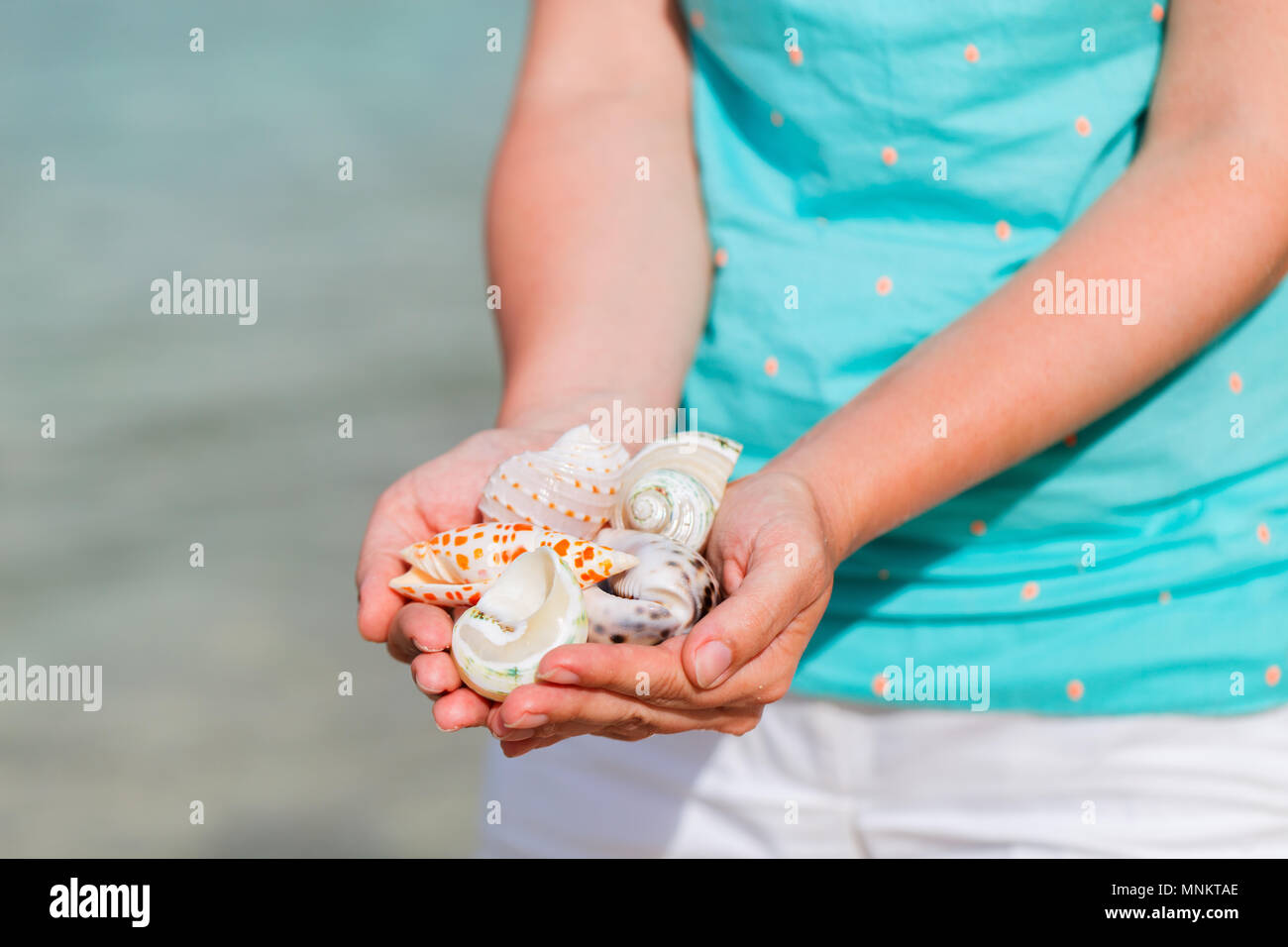 Variety Of Sea Shells High Resolution Stock Photography and Images - Alamy