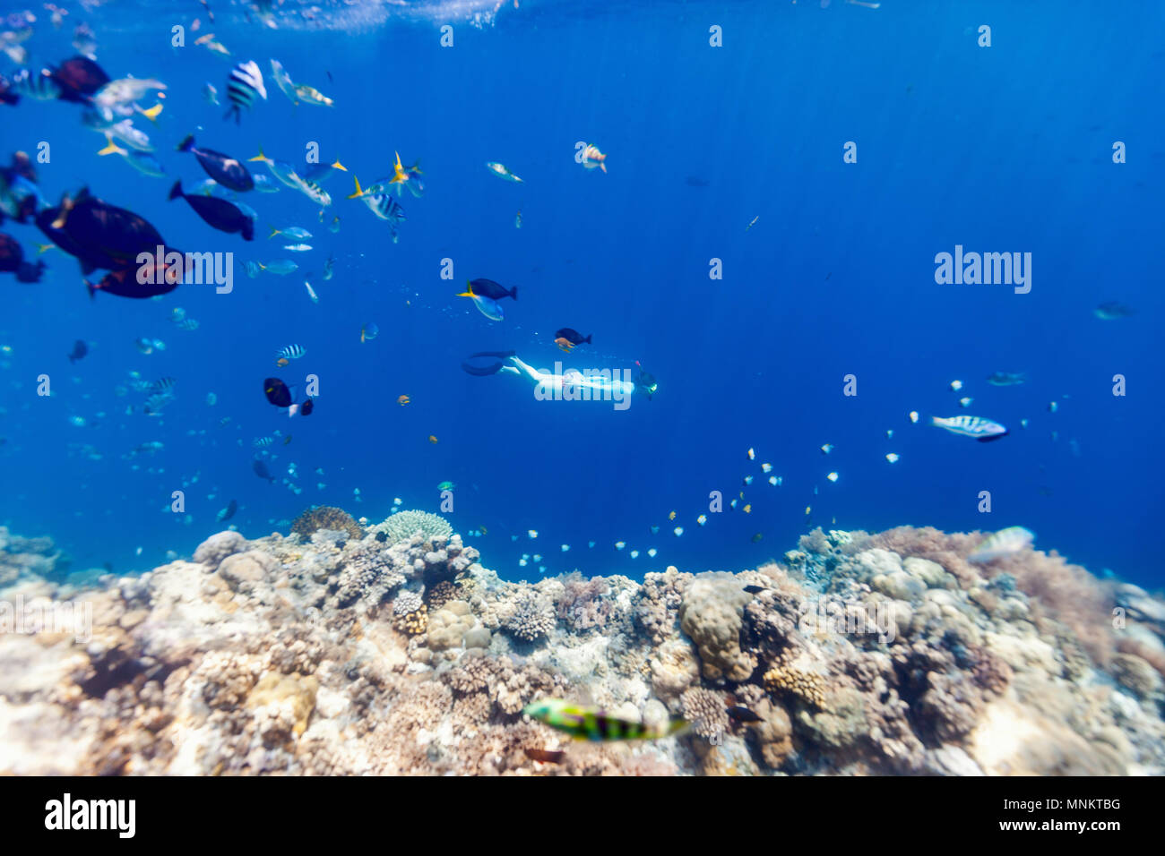 Palau reef shallow hi-res stock photography and images - Alamy