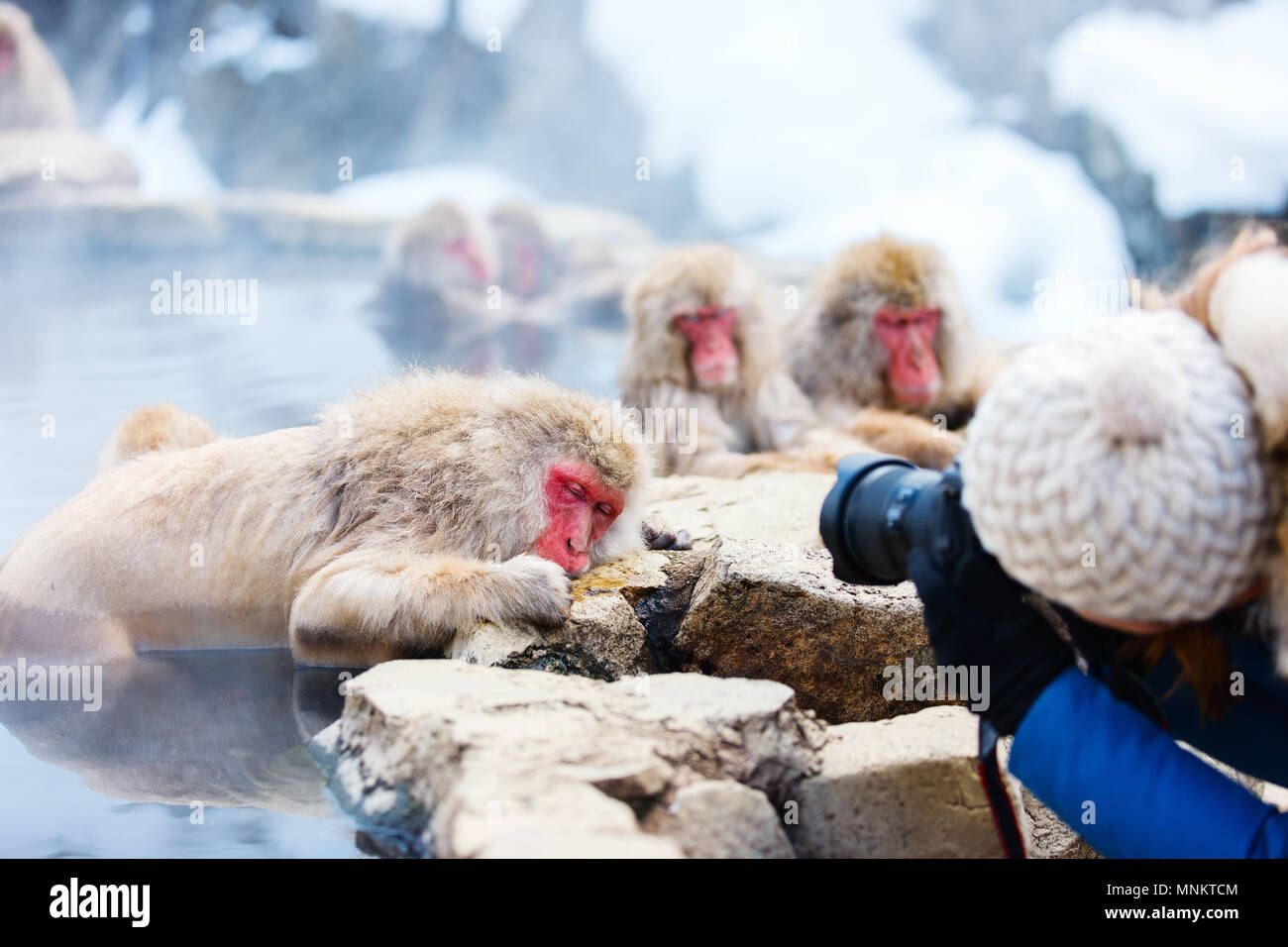 Snow Monkeys Japanese Macaques bathe in onsen hot springs at Nagano ...