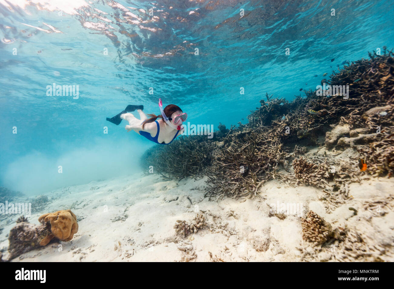 Reef Woman Snorkeling Underwater In High Resolution Stock Photography ...