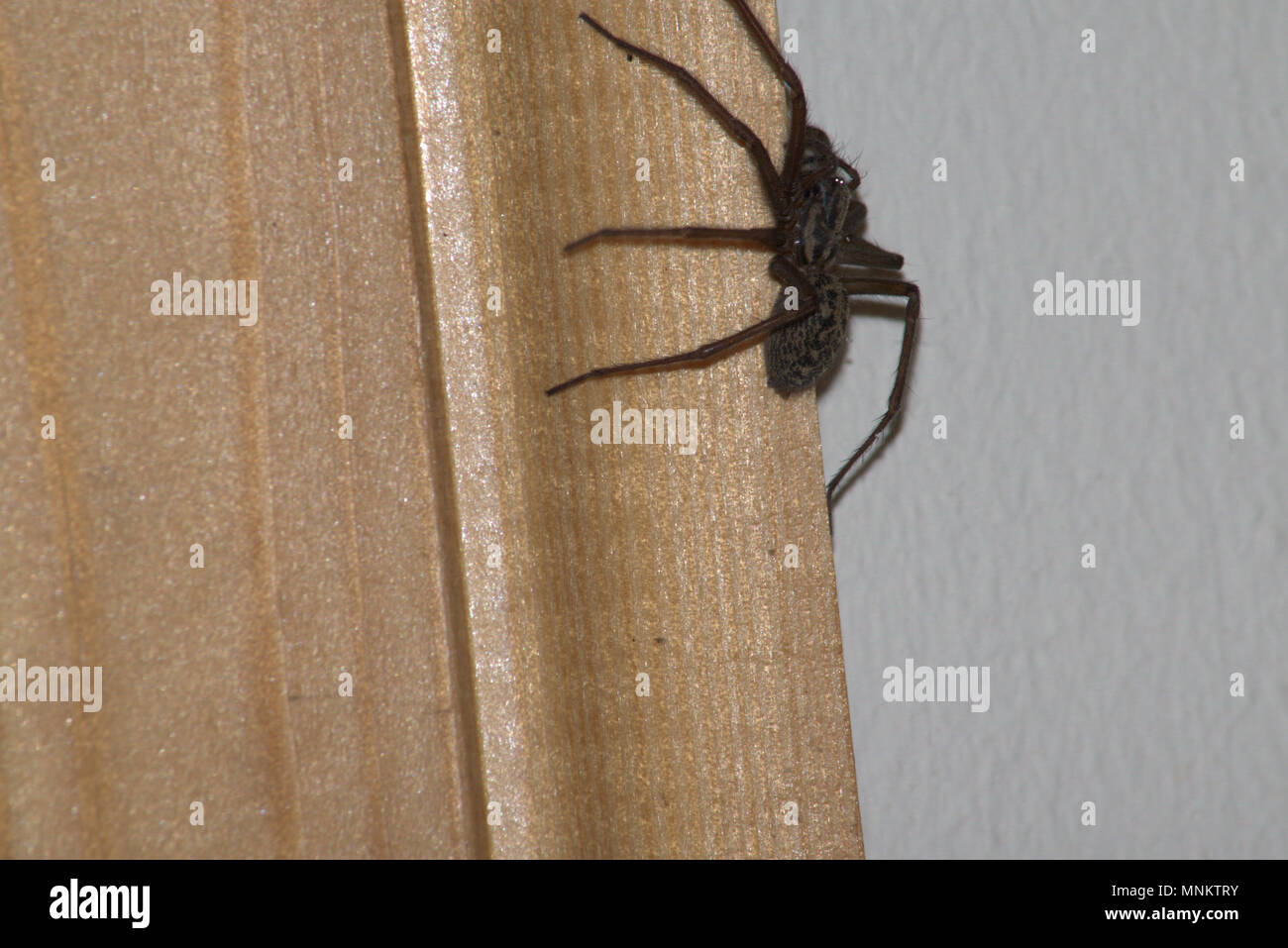 Spider on the wall Stock Photo - Alamy