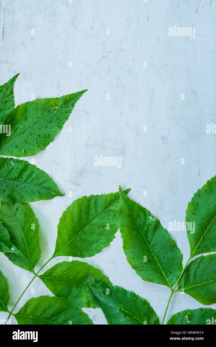 Ash frame hi-res stock photography and images - Alamy