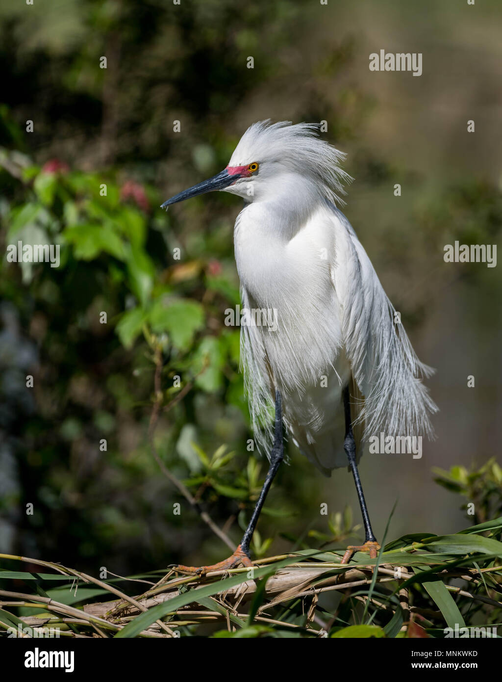 Egret in Florida Stock Photo - Alamy