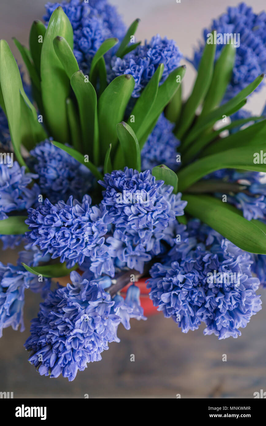 Bouquet of Beautiful blue hyacinths. Close-up spring flowers in red ...