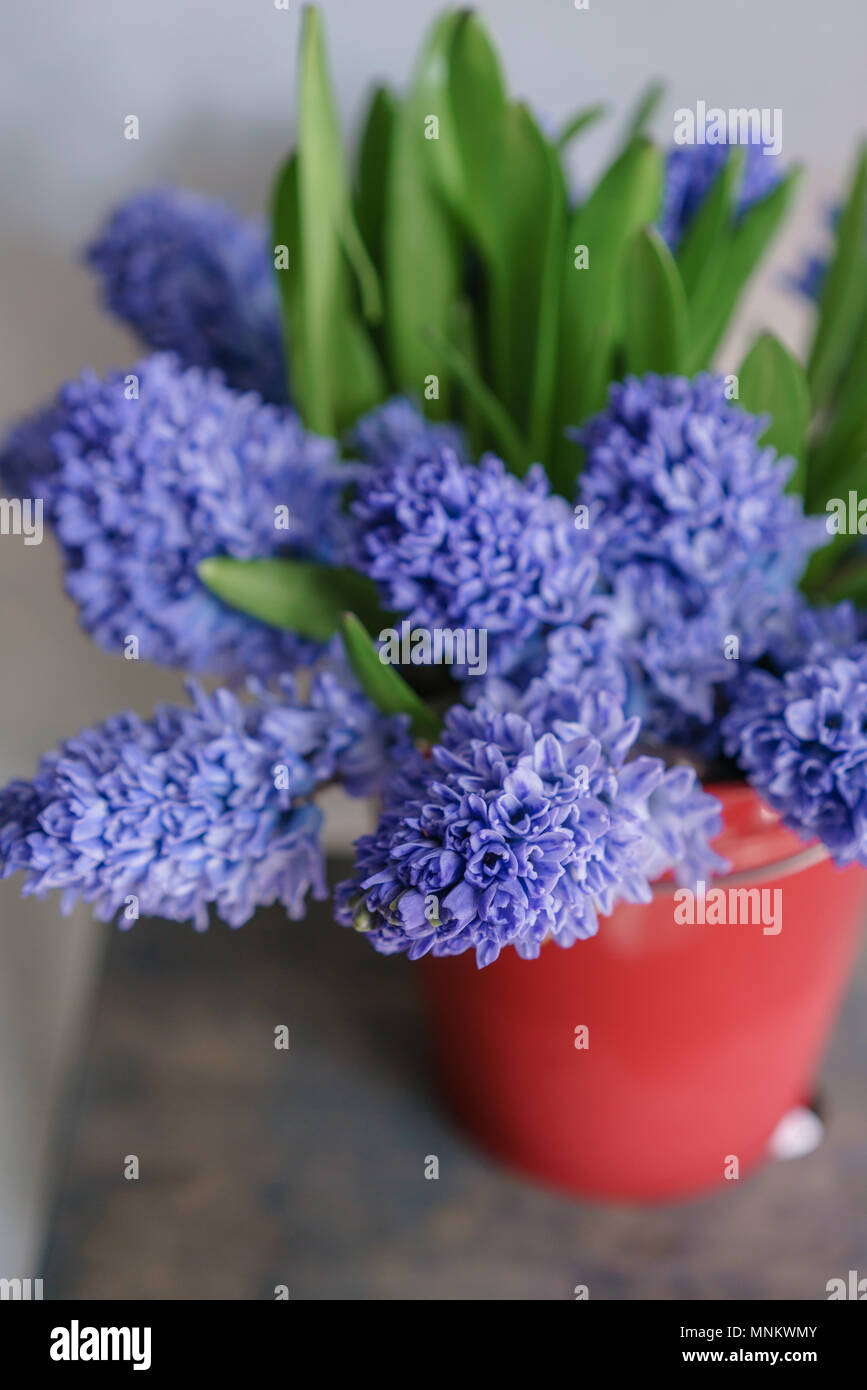 Bouquet of Beautiful blue hyacinths. Close-up spring flowers in red ...
