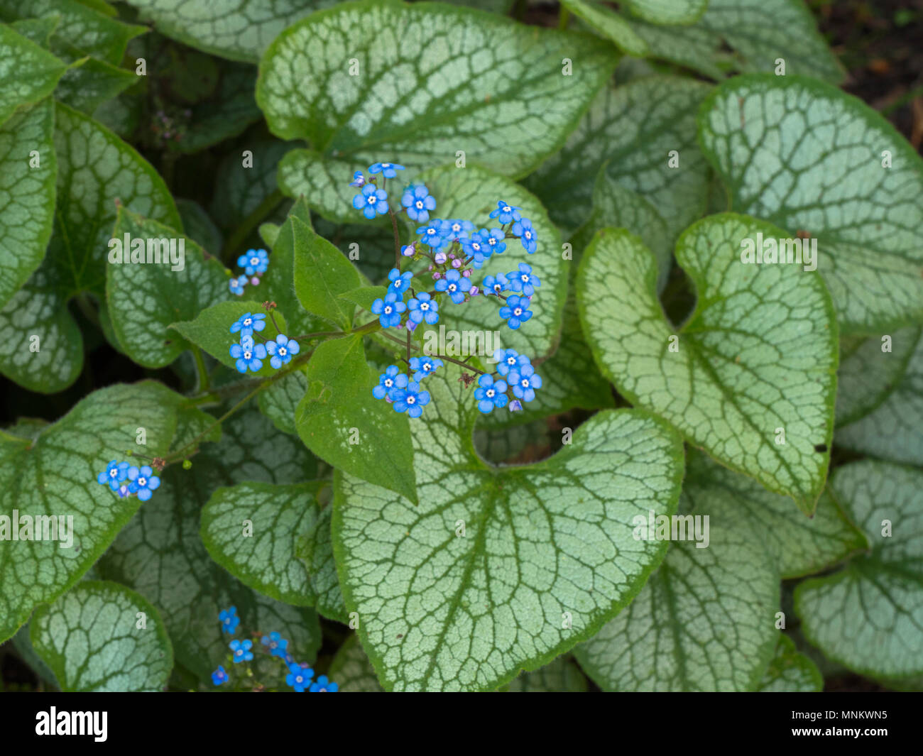 Brunnera Garden Border Stock Photos & Brunnera Garden Border Stock ...