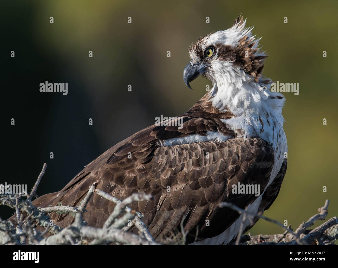 Osprey feet hi-res stock photography and images - Alamy