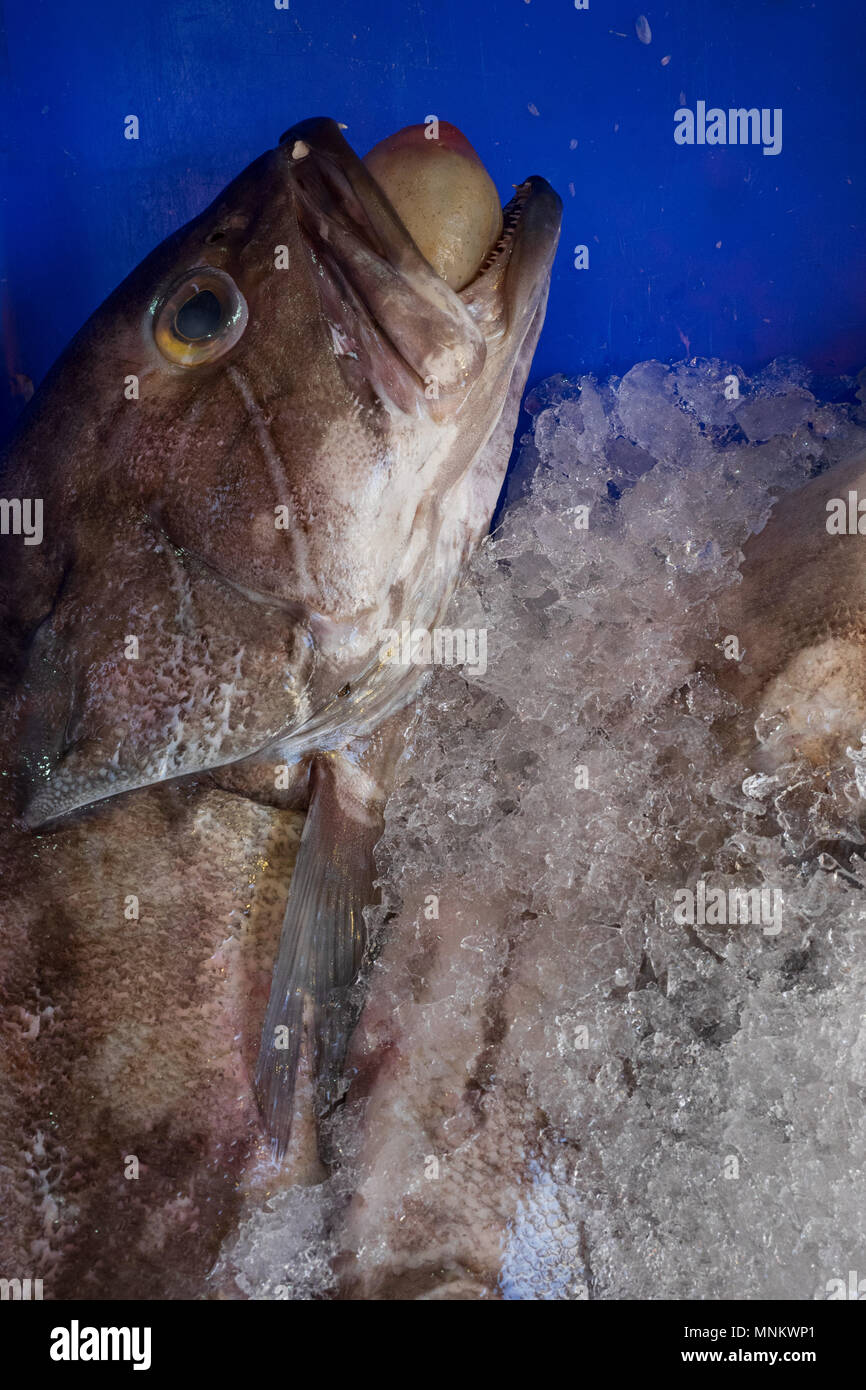 Large sea fish with an open mouth, from the mouth sticking out of a ...