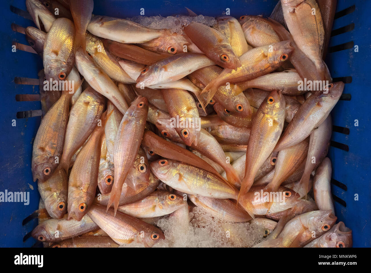 Fresh sea fish orange with white abdomen in blue box, food background ...