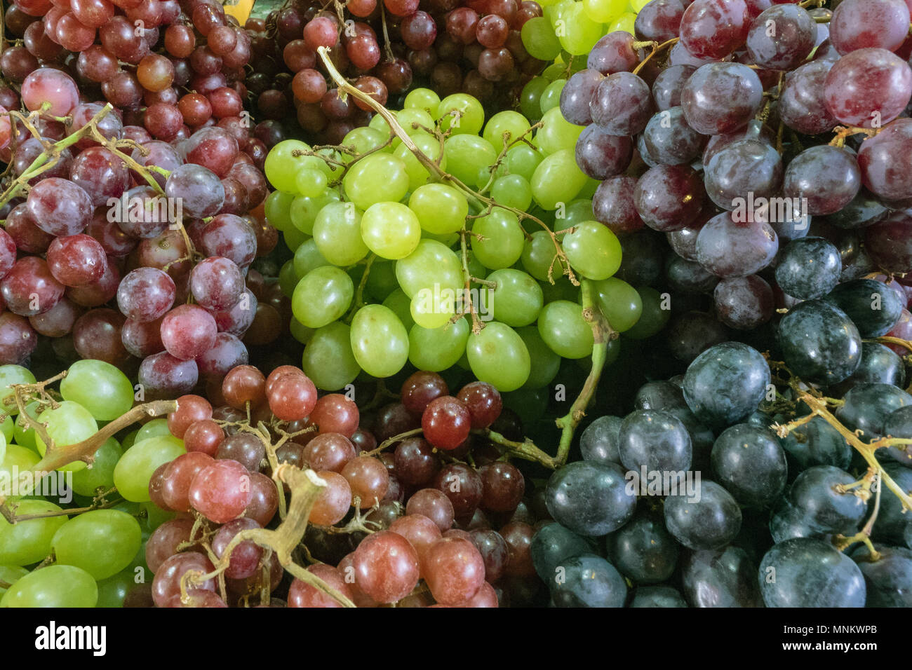 Different varieties of the fresh ripe grapes, bunches of berries are ...