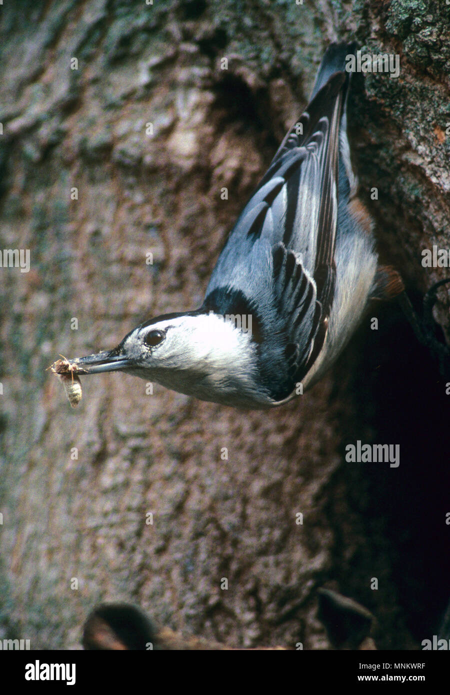 A Nuthatch (family of Passeriformes) feeding on a tree in Taunton ...