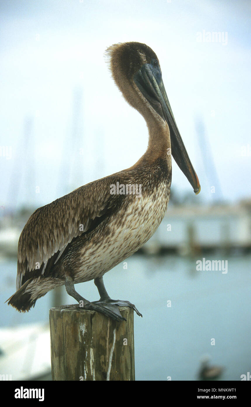 Pelican on piling hi-res stock photography and images - Alamy