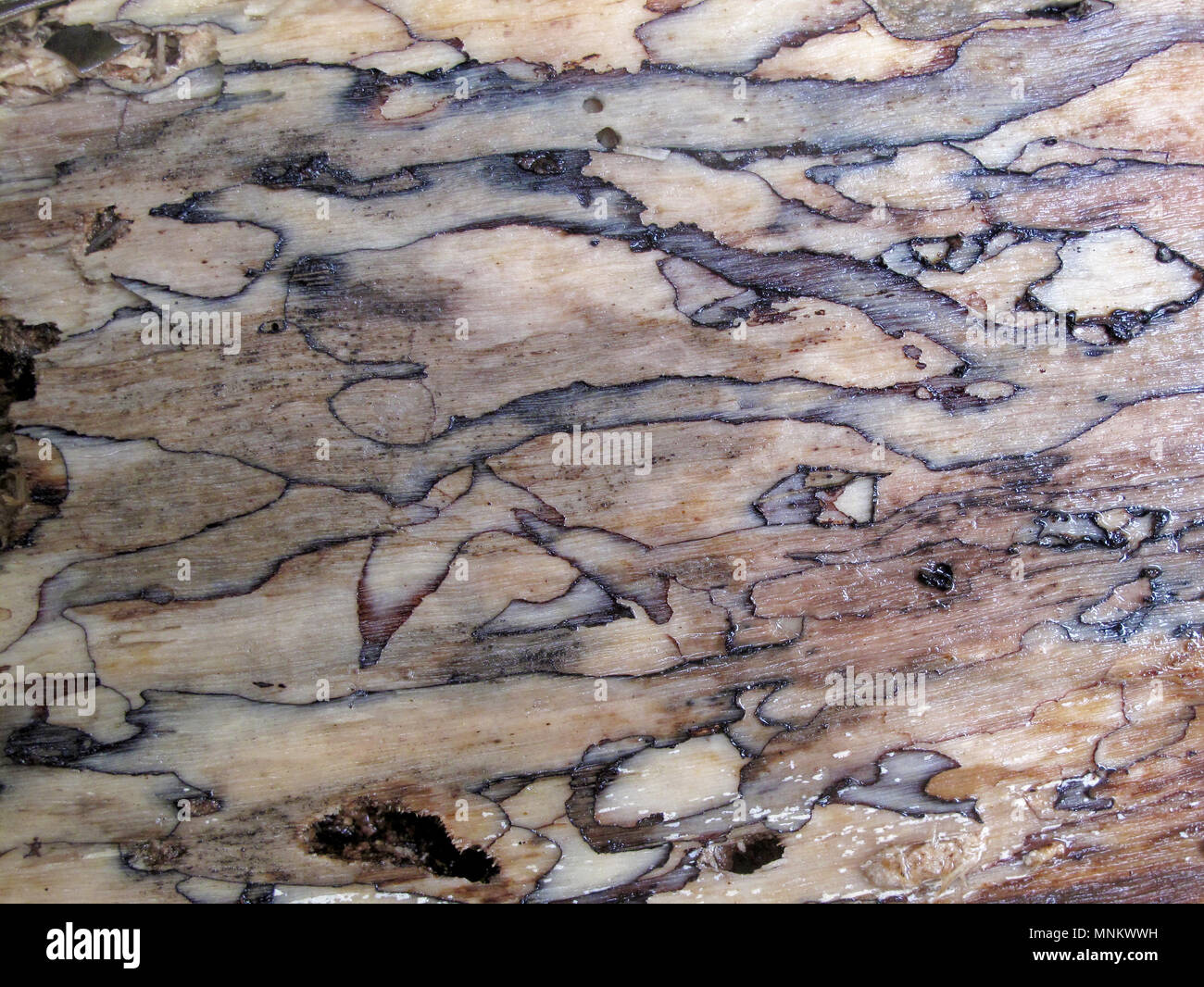 Close-up of bark of a tree in the cloud forest Monteverde, Costa Rica ...