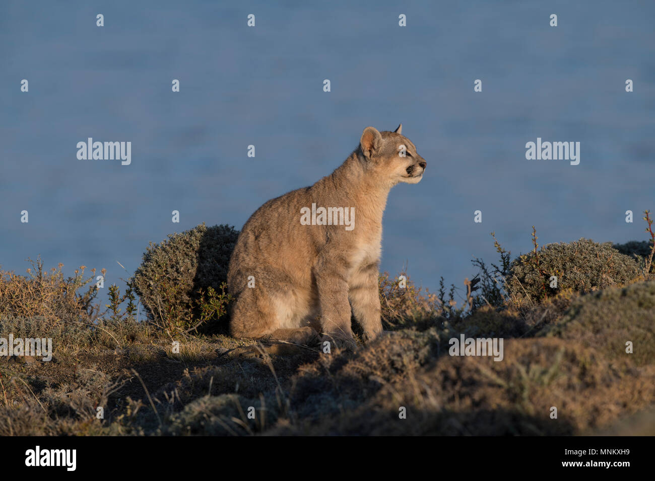 Wild puma in Patagonia Stock Photo - Alamy