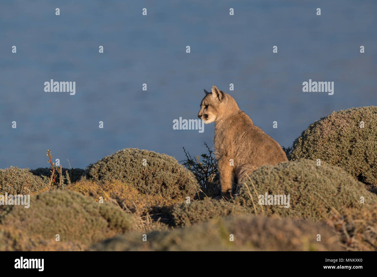 Wild puma in Patagonia Stock Photo - Alamy
