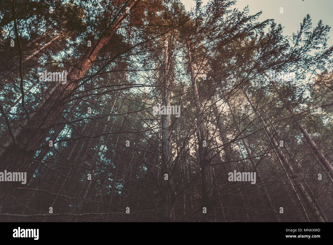 Tops of trees, view from the bottom to the top, Queenstown New Zealand ...