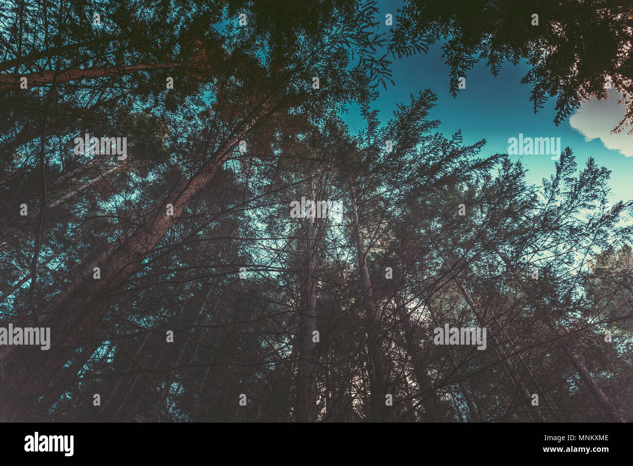 Tops of trees, view from the bottom to the top, Queenstown New Zealand ...