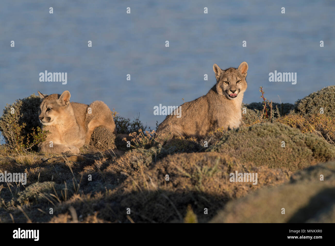 Wild puma in Patagonia Stock Photo - Alamy