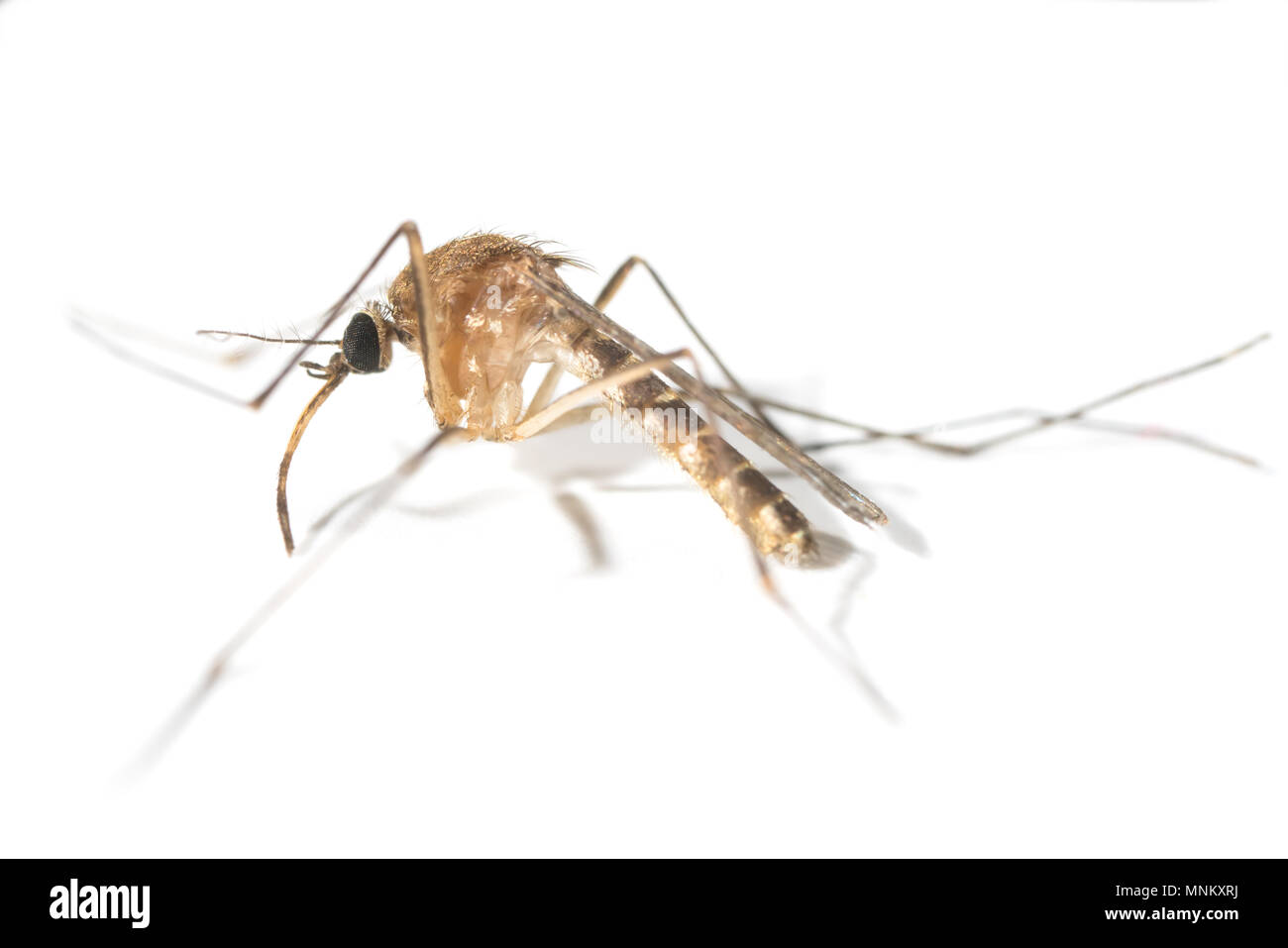 mosquito isolated on white background Stock Photo - Alamy