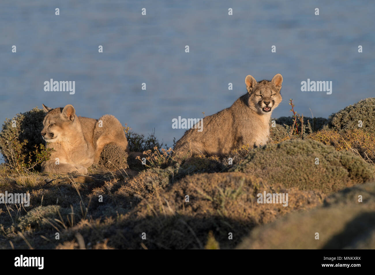 Wild puma in Patagonia Stock Photo - Alamy