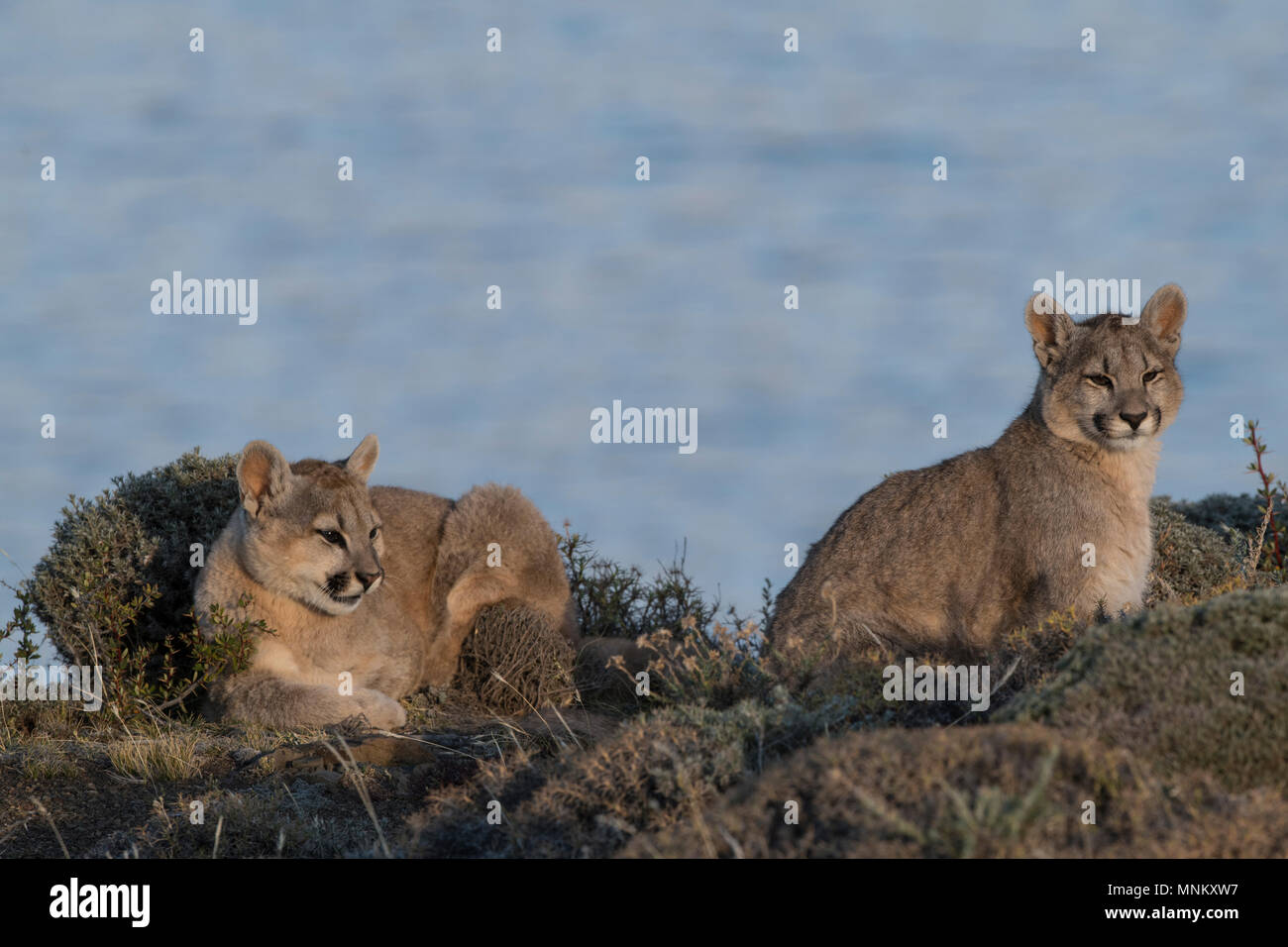 Wild puma in Patagonia Stock Photo - Alamy