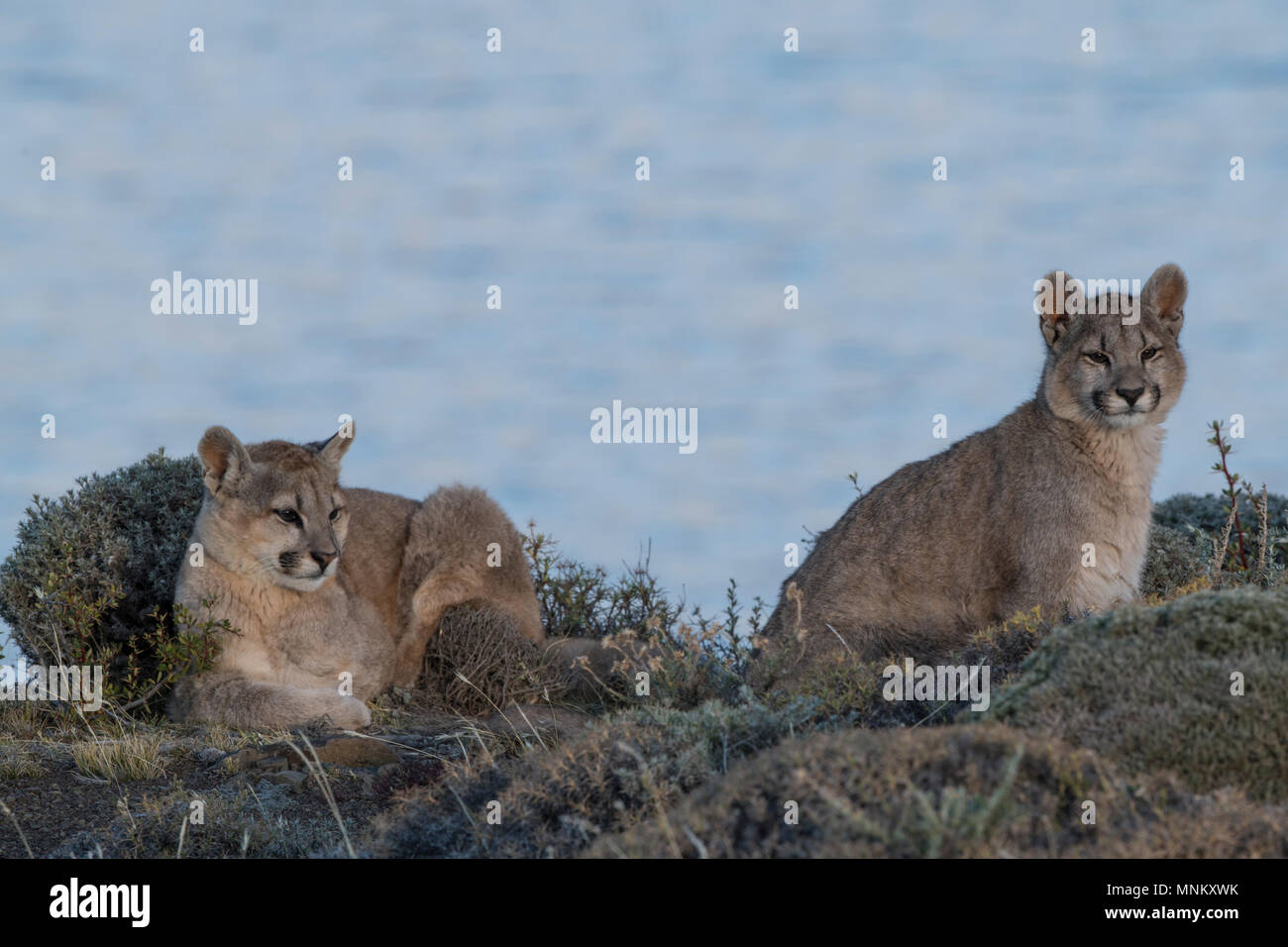 Wild puma in Patagonia Stock Photo - Alamy