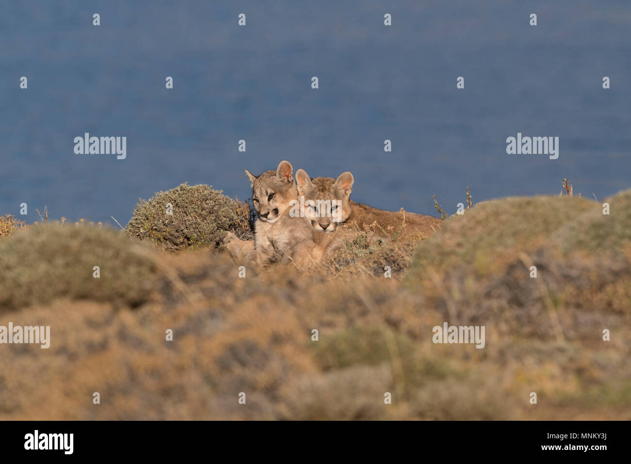 Wild puma in Patagonia Stock Photo - Alamy
