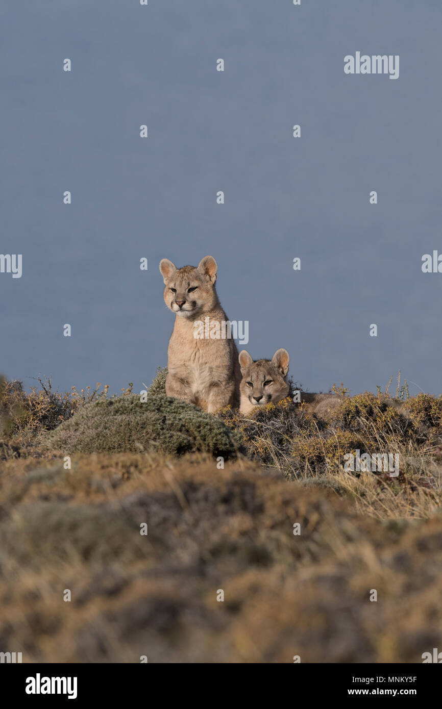 Wild puma in Patagonia Stock Photo - Alamy