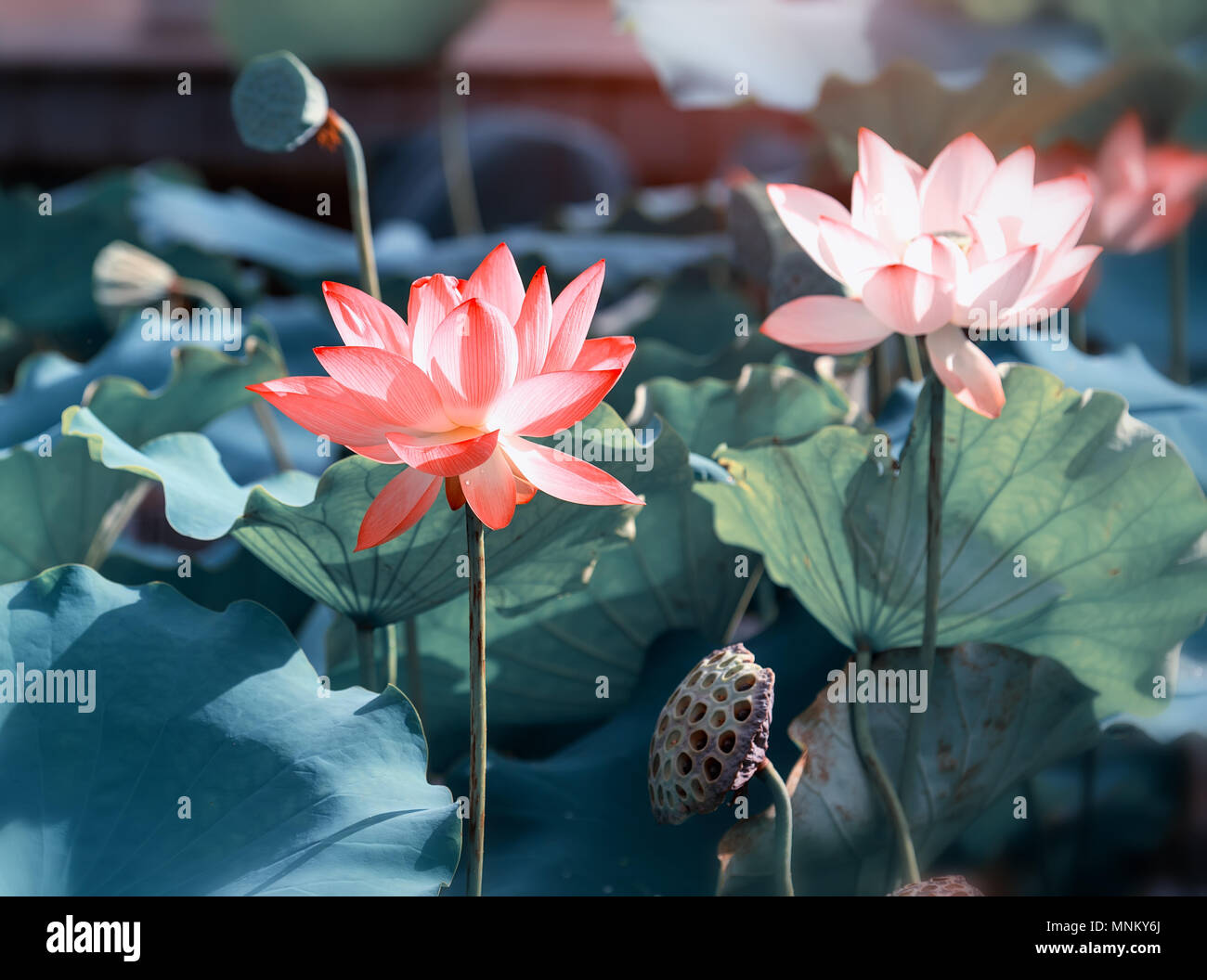 Lotus flower and Lotus flower plants Stock Photo - Alamy